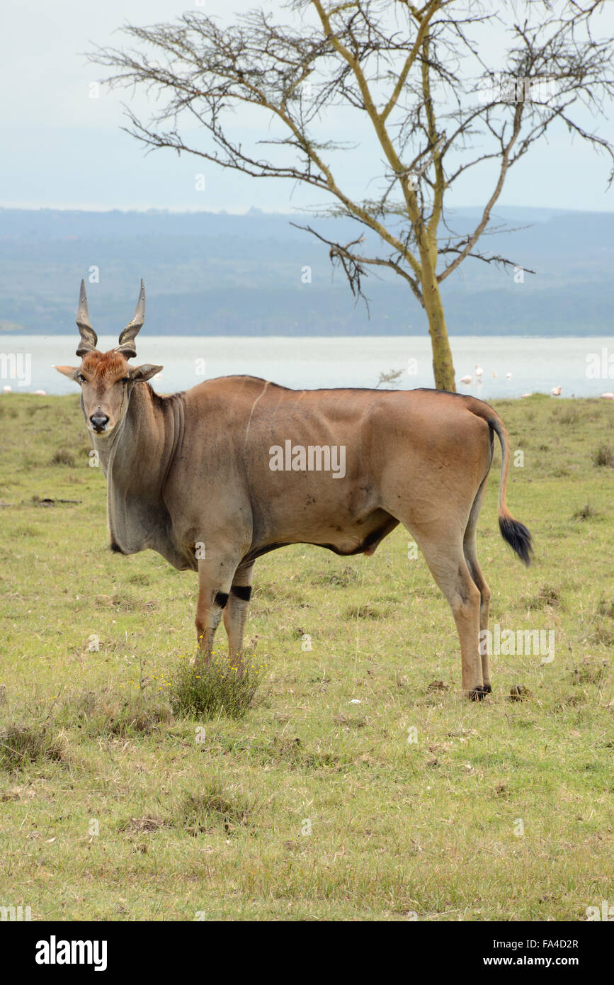 Eland standing on the scrubland at Lake Elementeita in the Soysaumbu ...