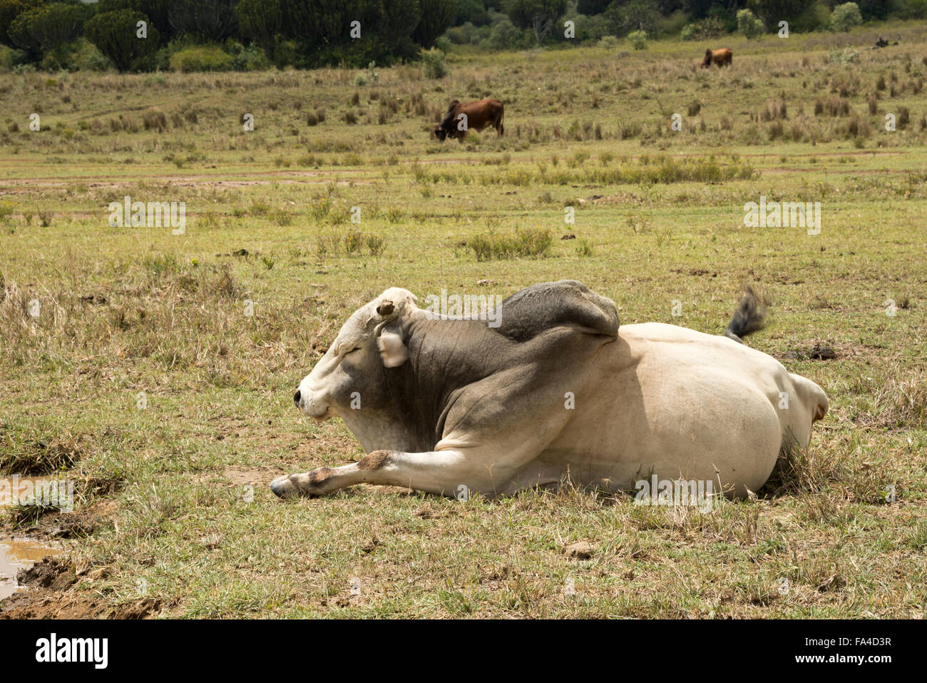 Lying bull cattle hi-res stock photography and images - Alamy