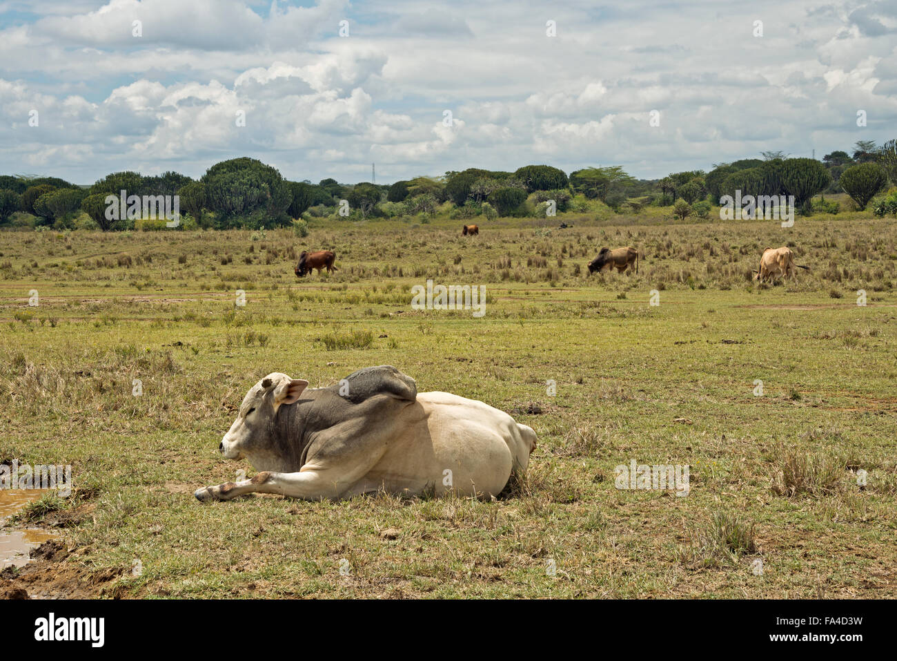 Soysambu ranch hi-res stock photography and images - Alamy