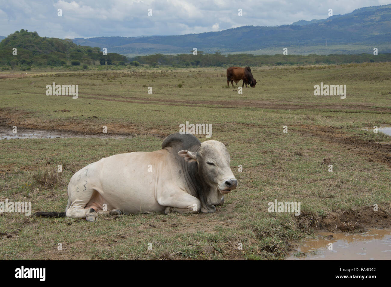Boran cattle hi-res stock photography and images - Alamy