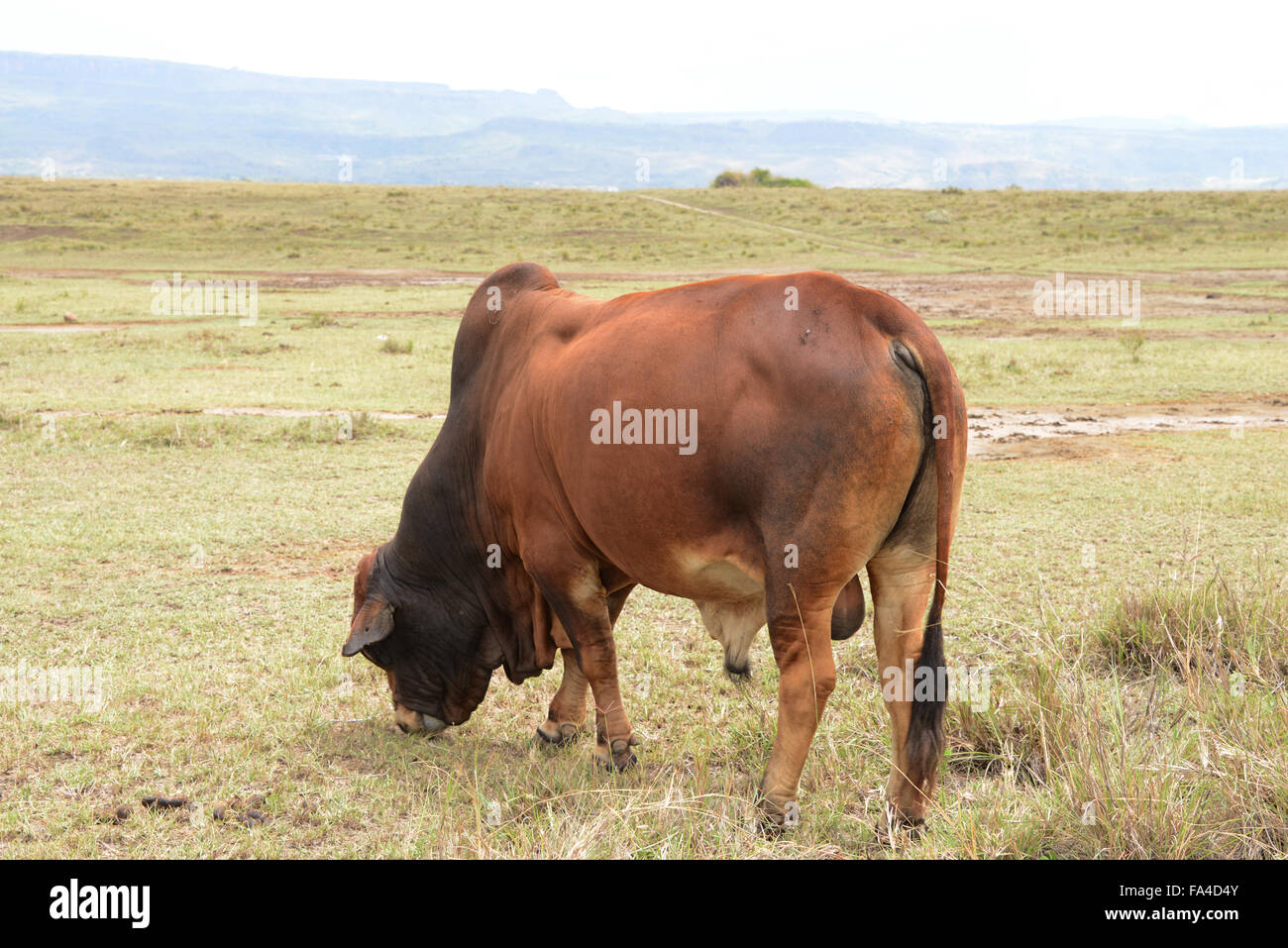 Soysambu ranch hi-res stock photography and images - Alamy
