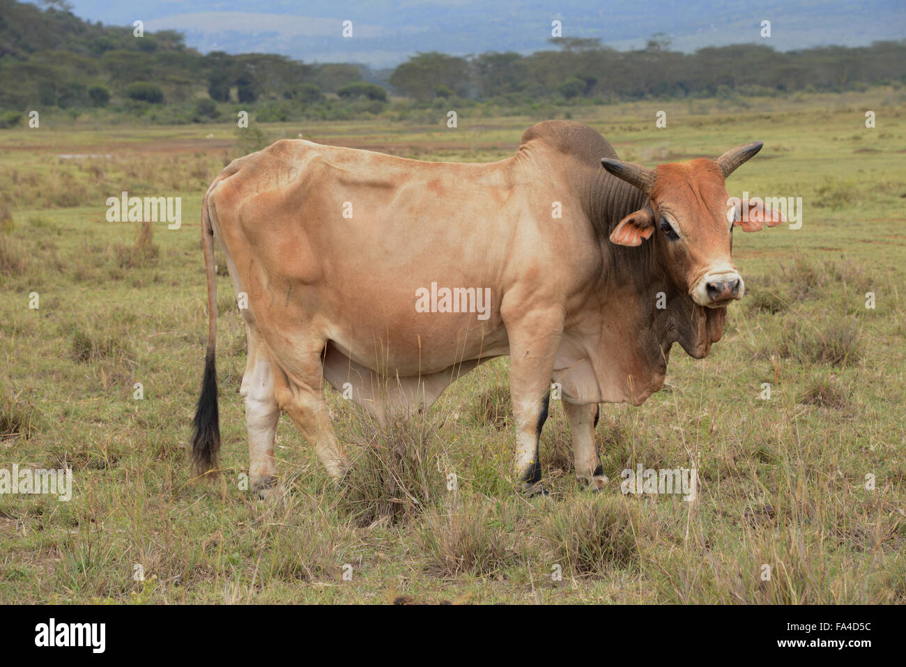A single Soysambu Boran cattle standing with acacia trees in the ...