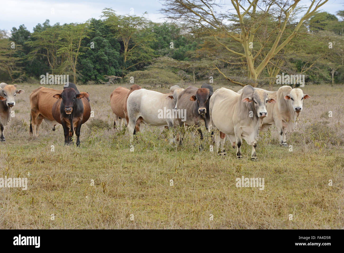 A herd of Boran cattle standing together with acacia trees in the ...
