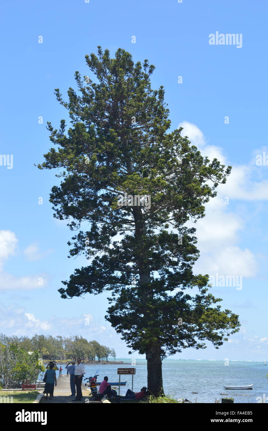 sky big tree blue Stock Photo - Alamy