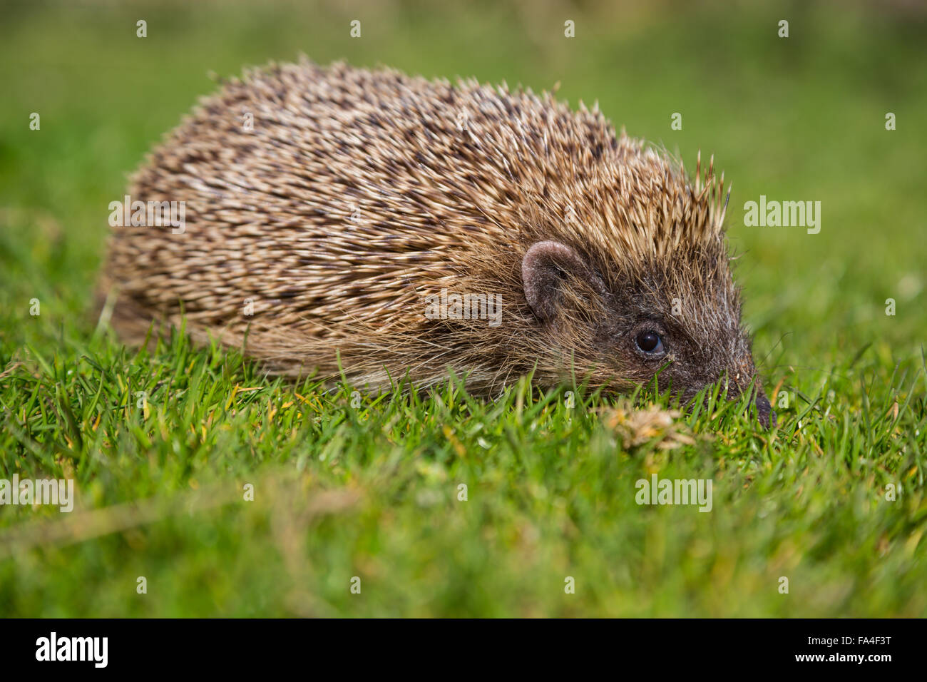 Mammal hedge hog hi-res stock photography and images - Alamy