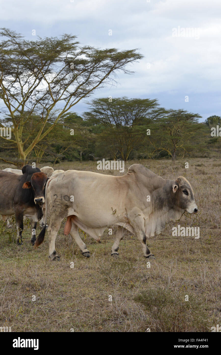 Soysambu ranch hi-res stock photography and images - Alamy