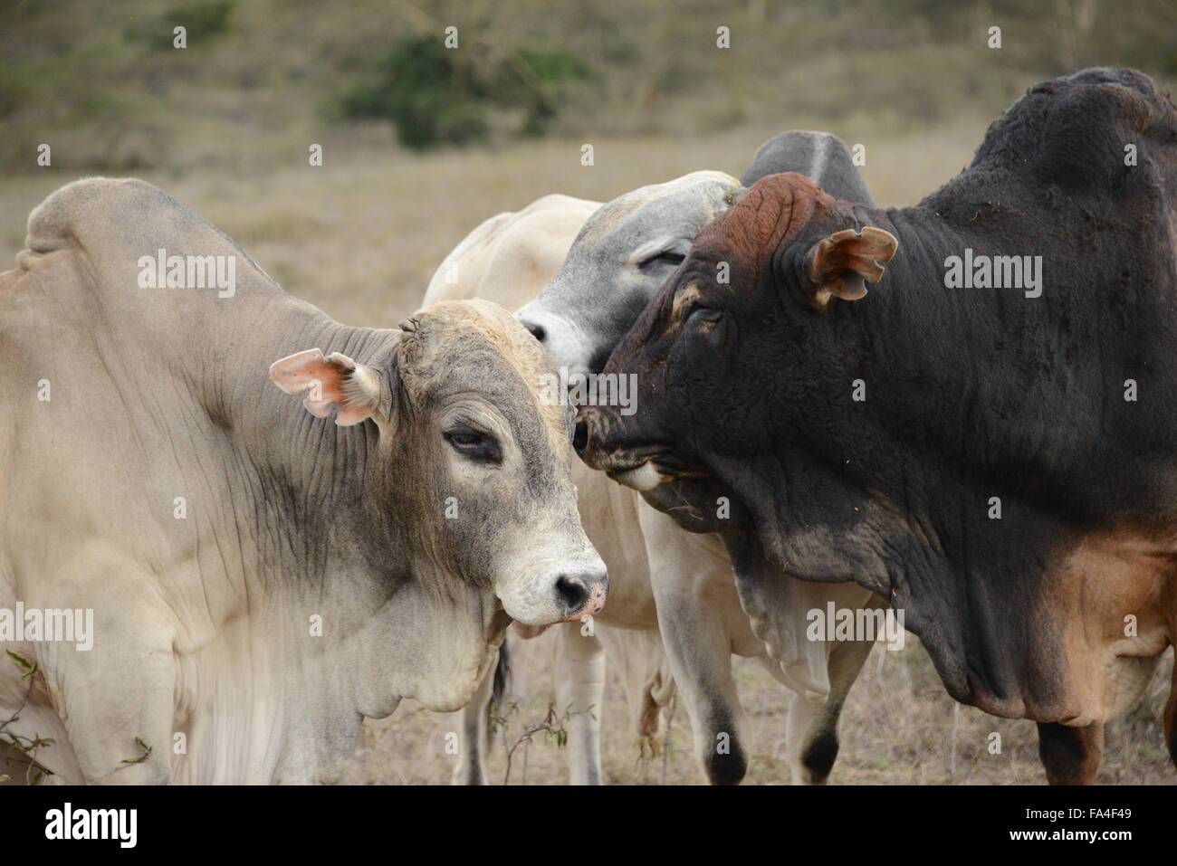 Boran cattle hi-res stock photography and images - Alamy