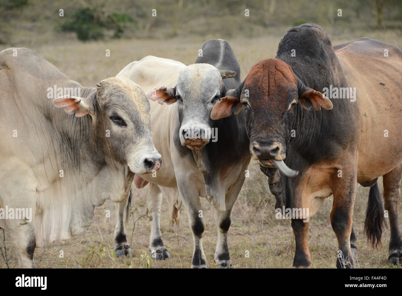 Soysambu ranch hi-res stock photography and images - Alamy