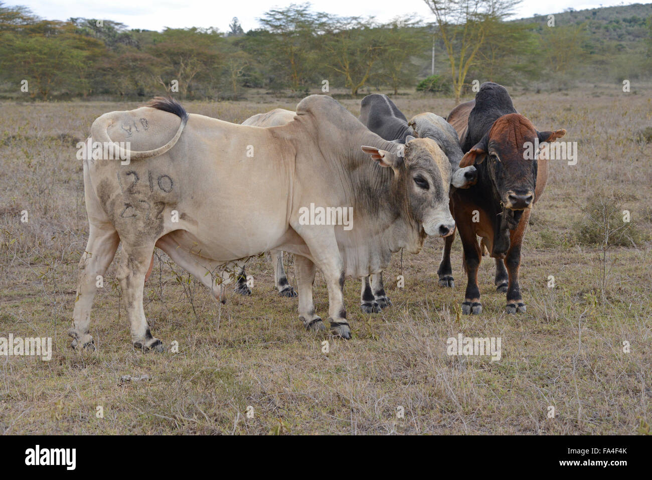 Soysambu ranch hi-res stock photography and images - Alamy