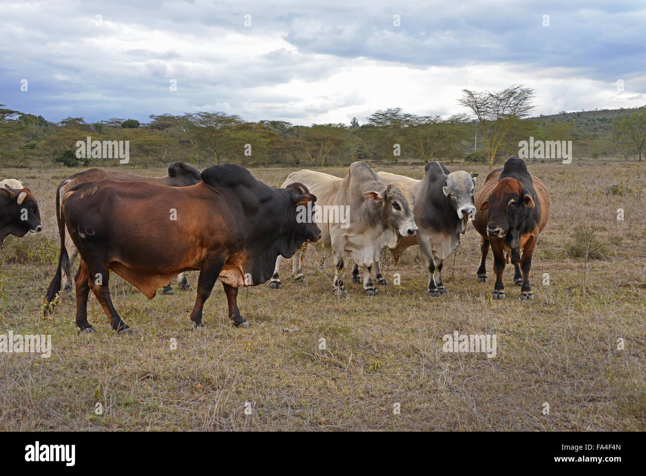 A group of six Boran cattle at the Soysambu Conservancy in Kenya, east ...