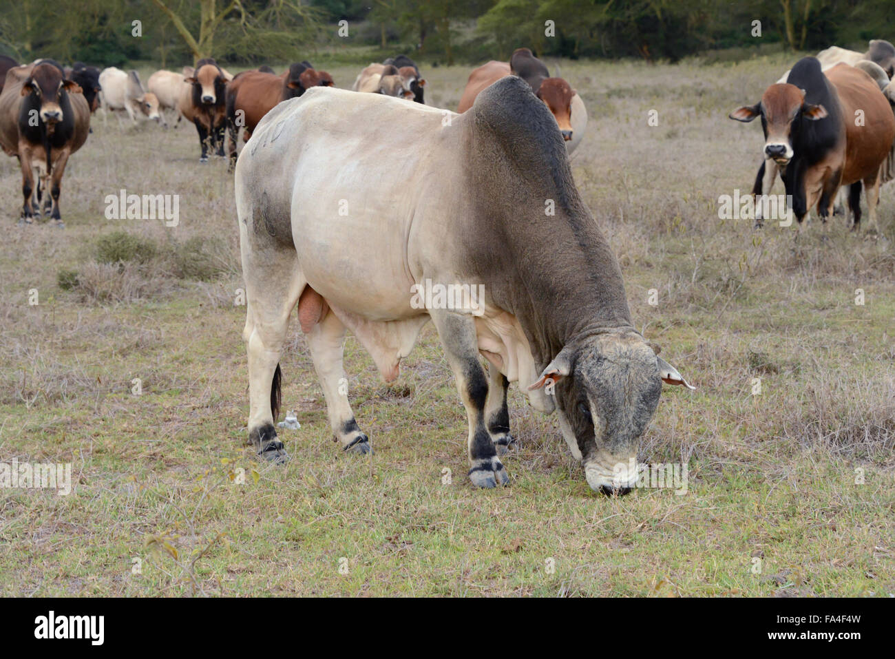 Livestock grazing kenya hi-res stock photography and images - Alamy