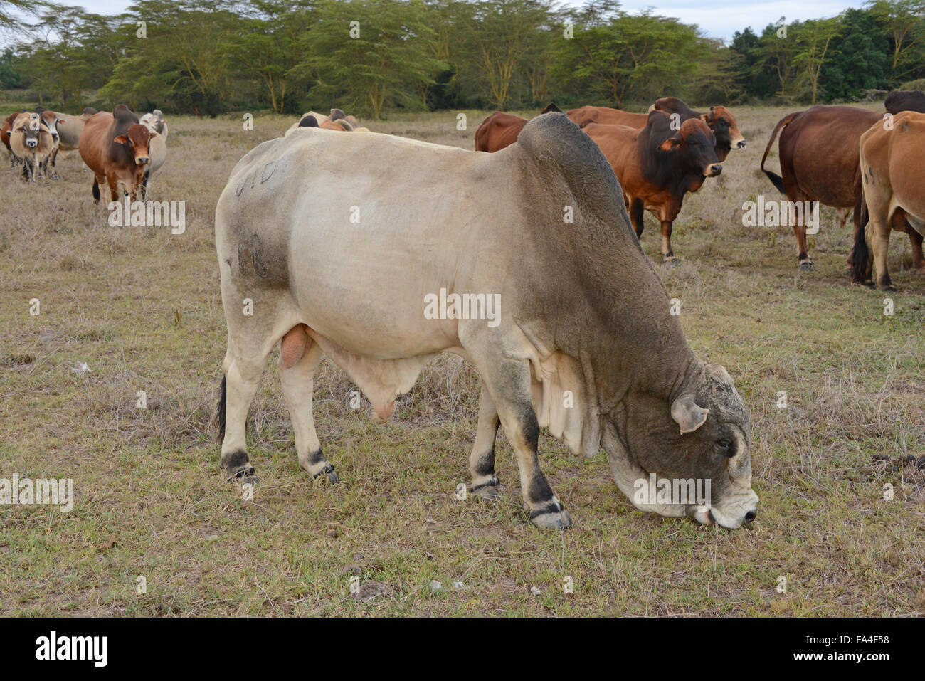 Boran bull grazing amongst the herd at Soysambu Conservancy in Kenya ...