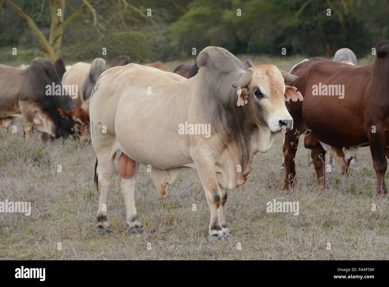 Boran cattle bull with charcoal coloured hump and sandy coloured body ...