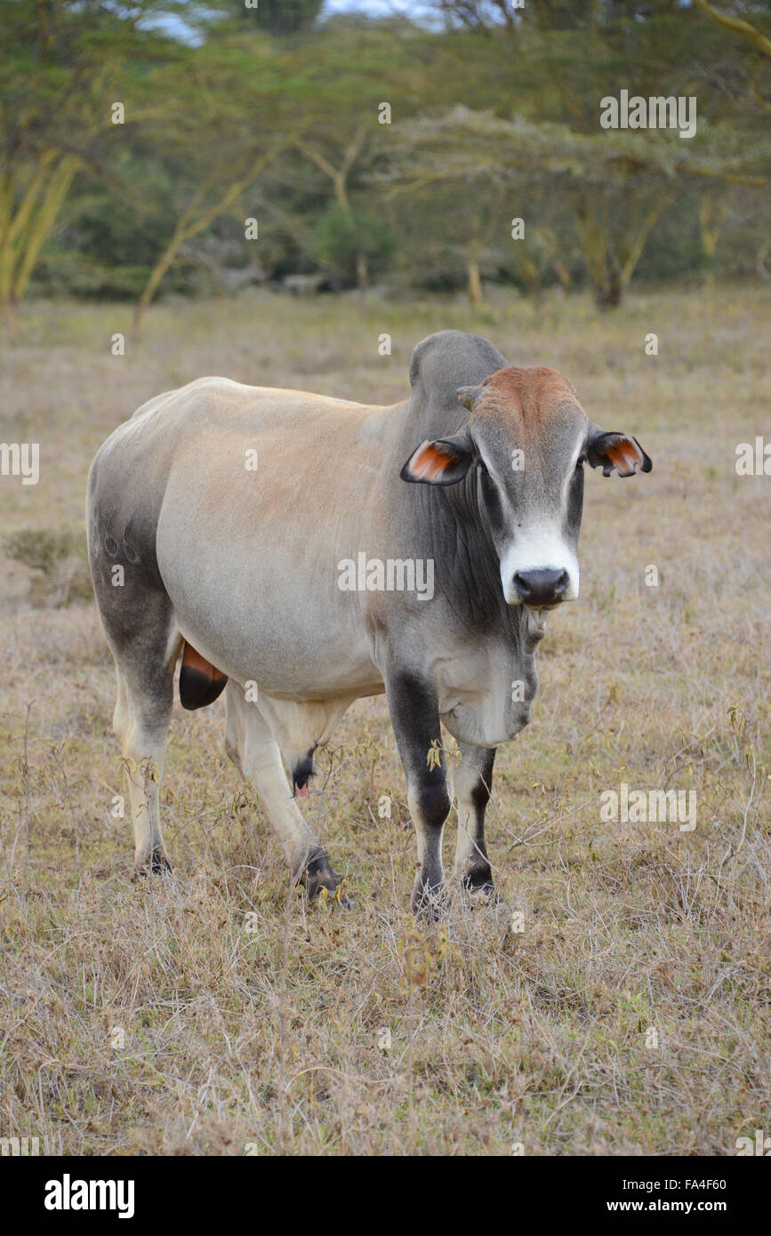 A single Boran cattle in a portrait format image standing on scrub at ...