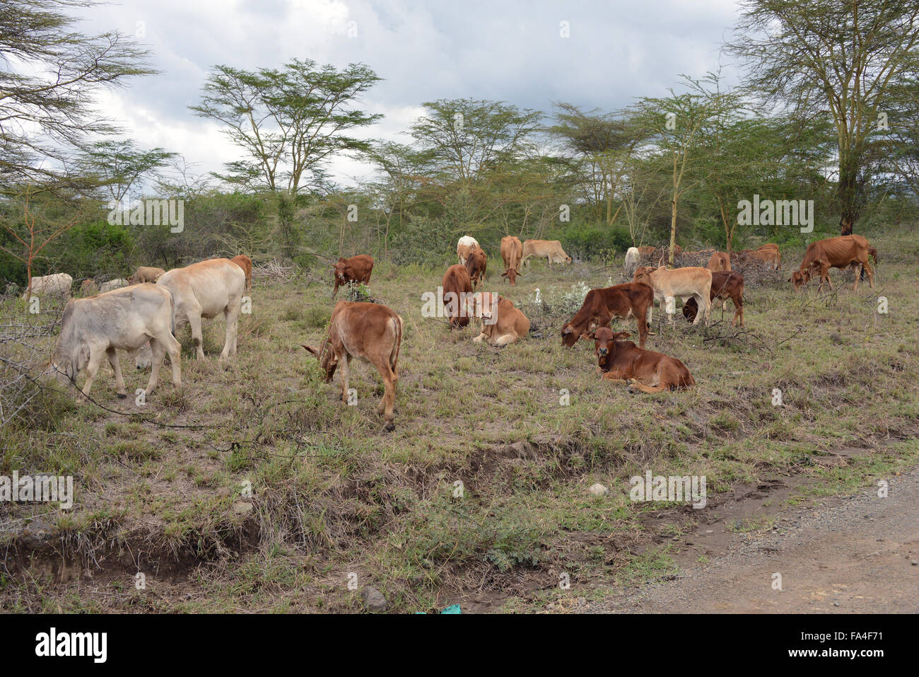 Boran cattle calves grazing at Soysambu on lake Elementeita in Kenya ...