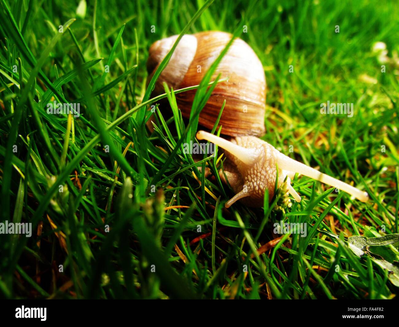 Snail in the grass Stock Photo - Alamy