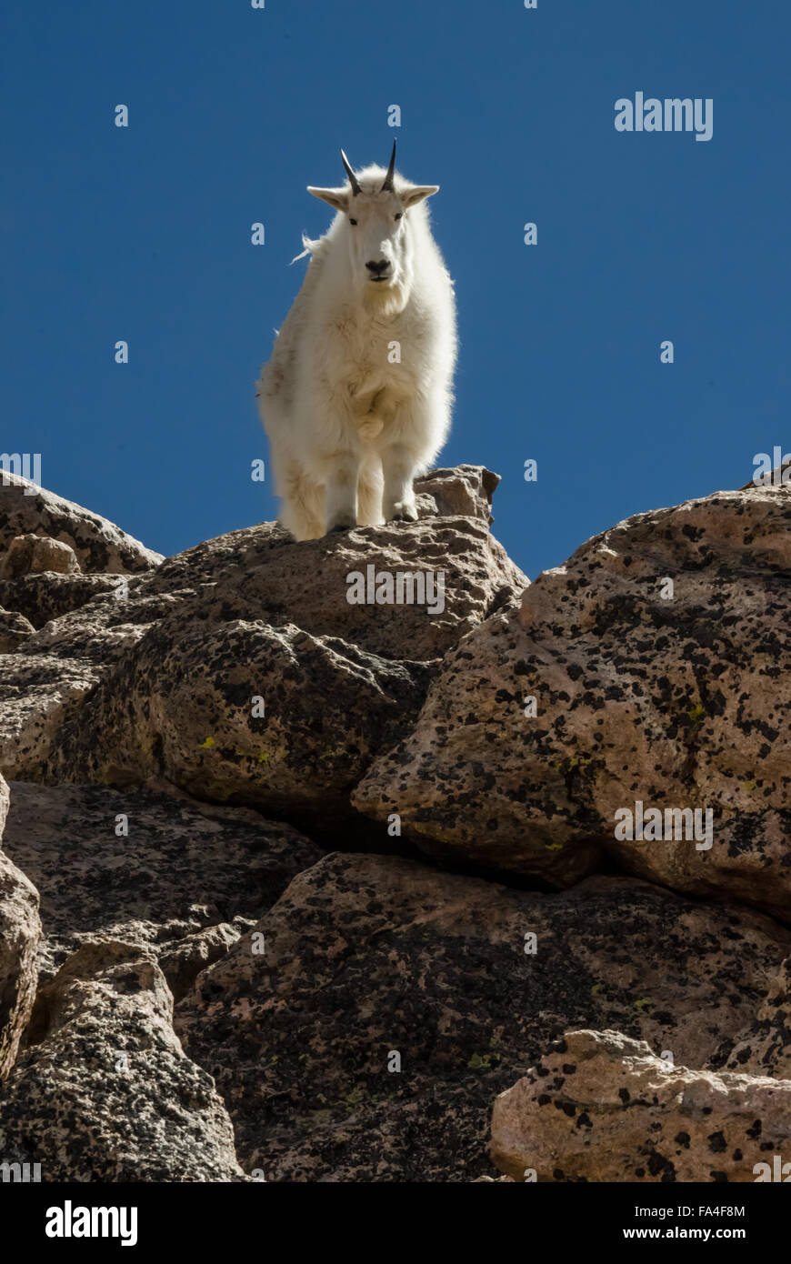 A goat facing forward atop a boulder near the summit of Mount Evans ...