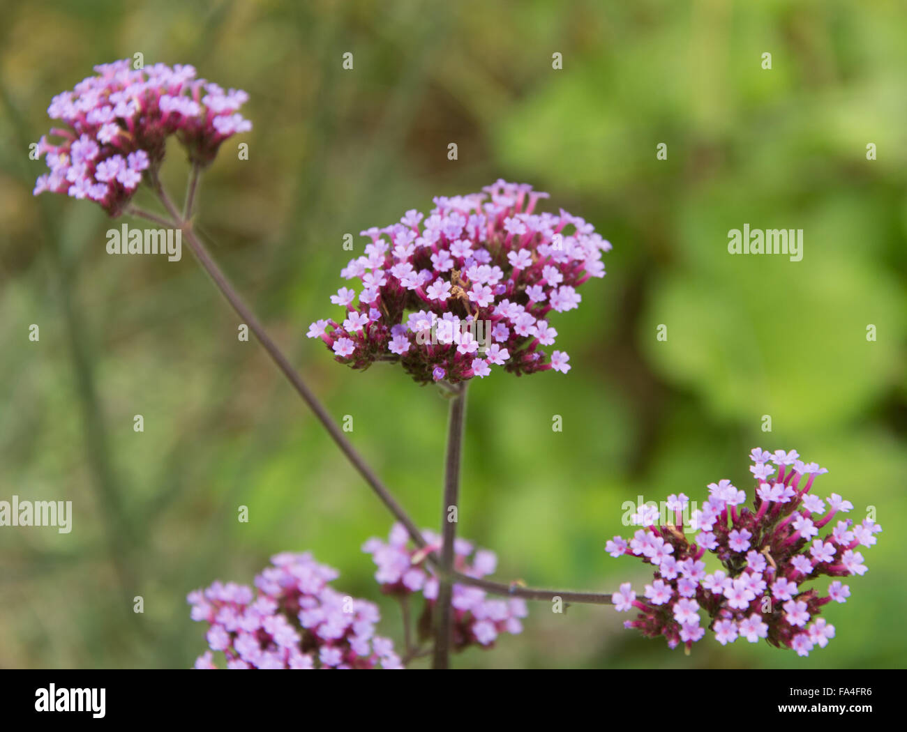 Pretty verbena verbena bonariensis hi-res stock photography and images ...