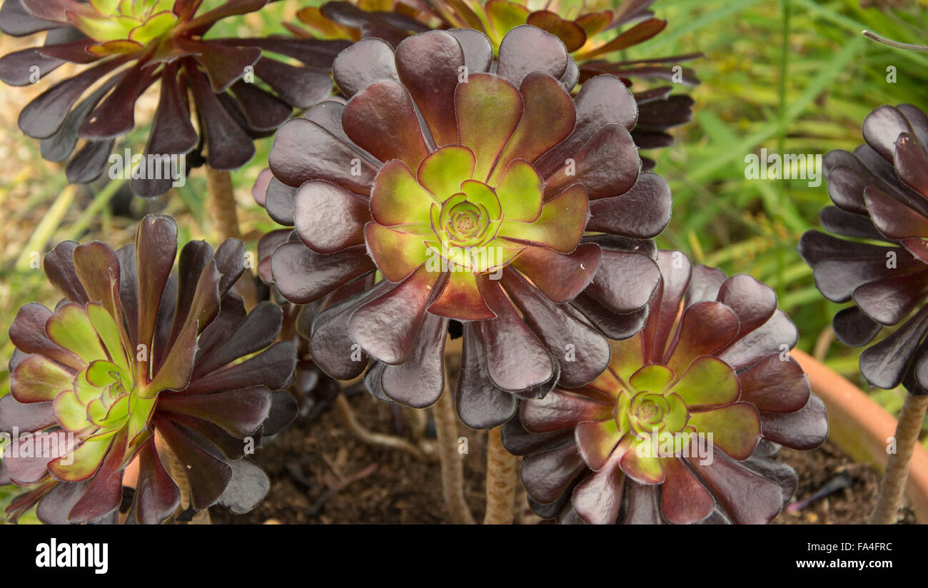 Alpine succulent hi-res stock photography and images - Alamy