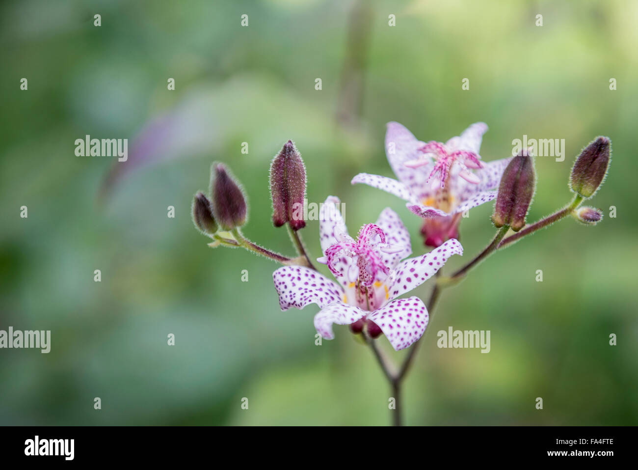 Purple spotted lily hi-res stock photography and images - Alamy