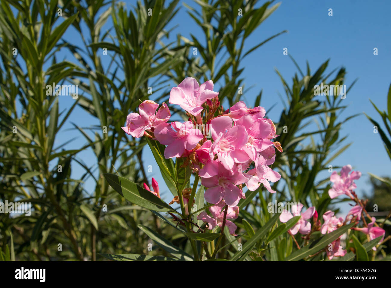 Pink oleande flower Stock Photo - Alamy