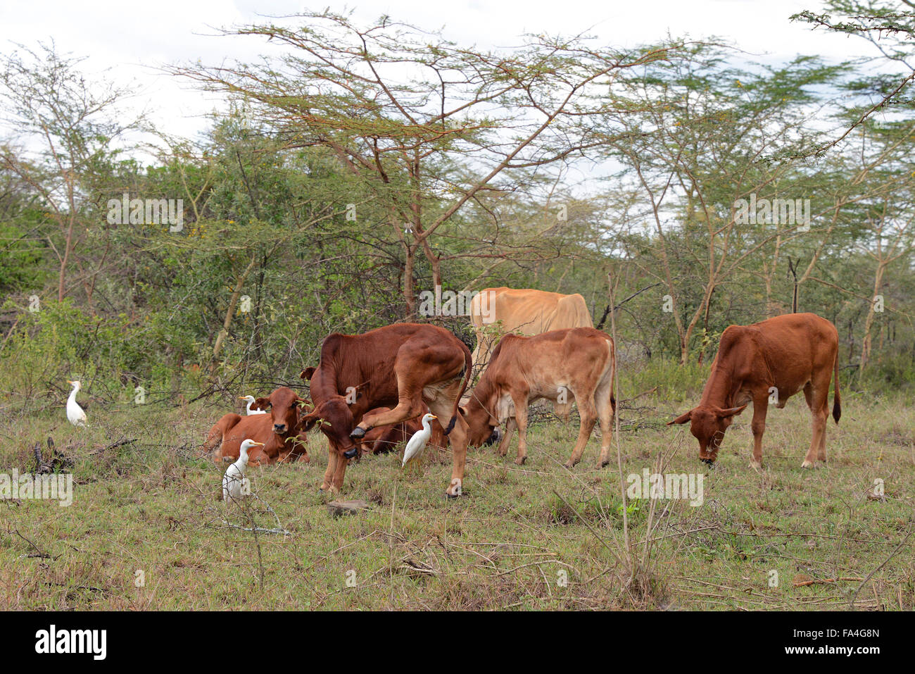 Young calves of the Boran cattle breed grazing with egrets on the ...