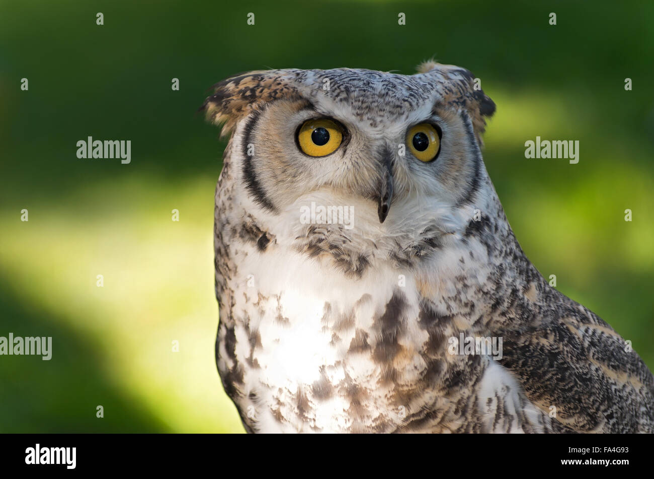 great horned owl or bubo virginianus full facial view isolated against ...