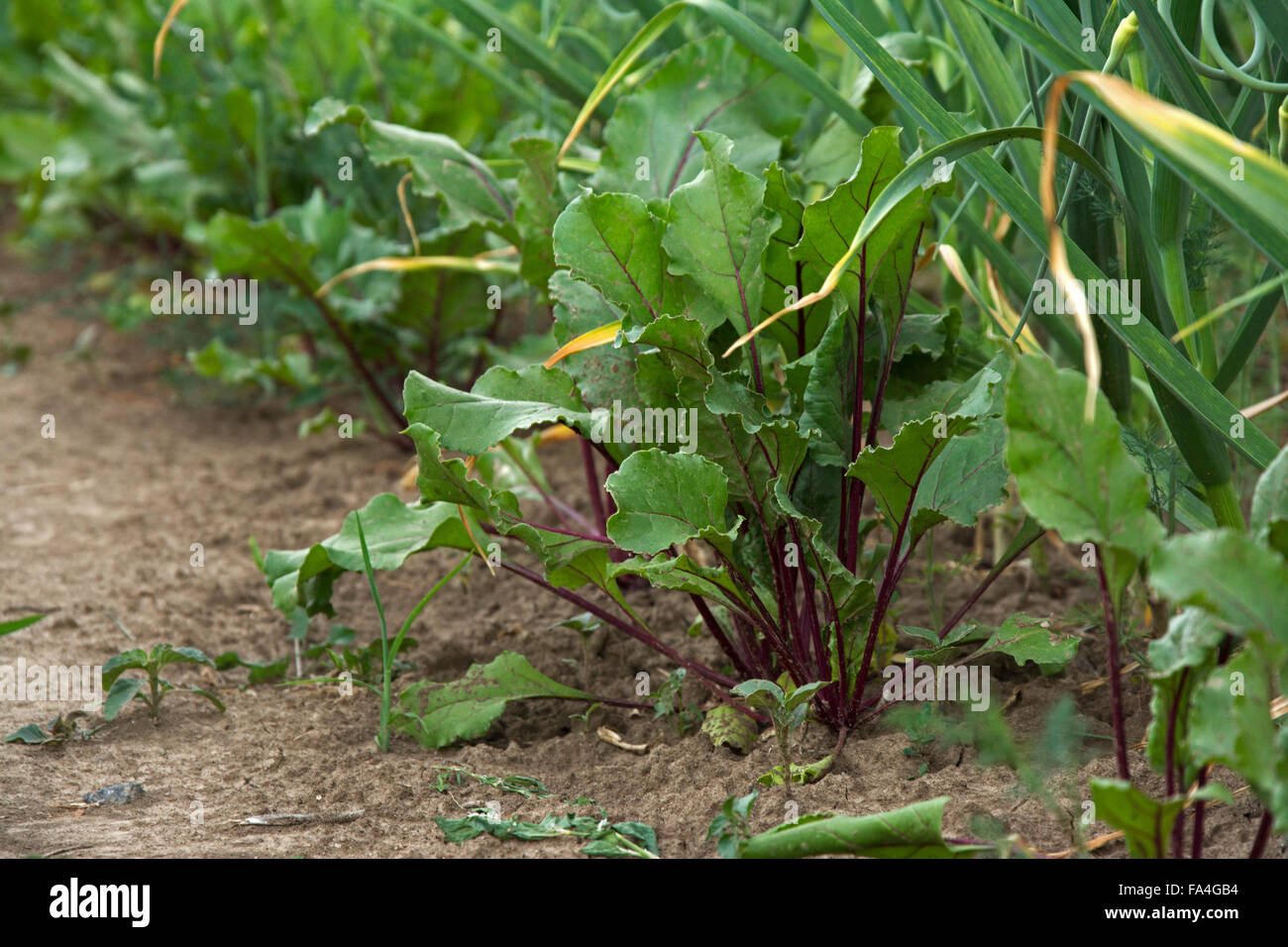 Many ripe beet grown in the garden Stock Photo - Alamy