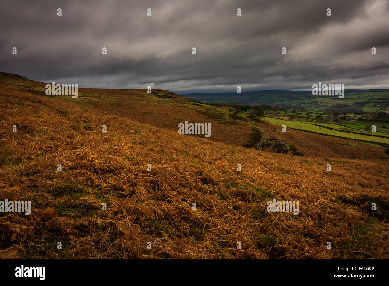 Bracken landscape hi-res stock photography and images - Alamy