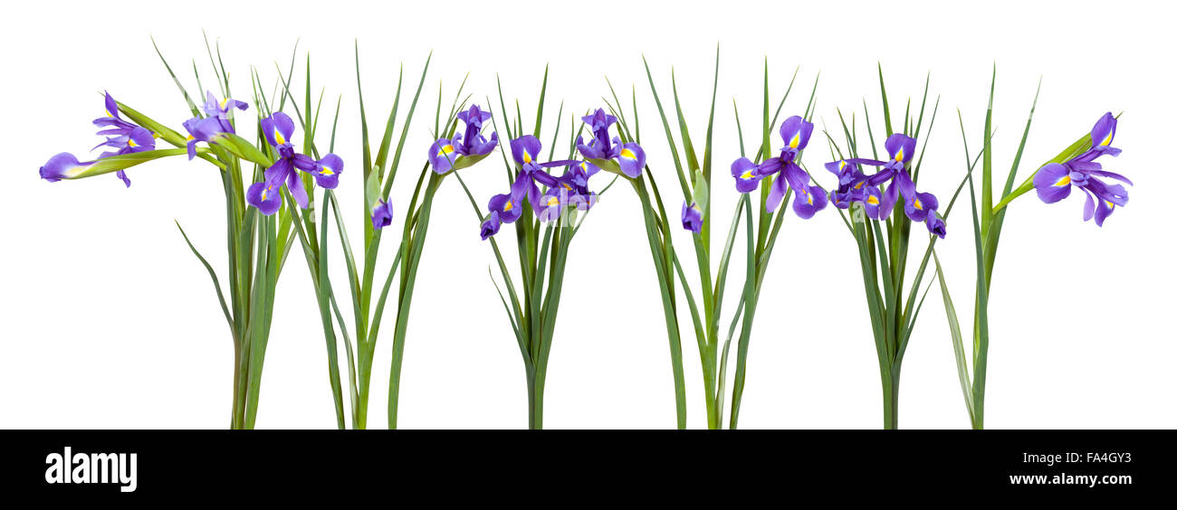 iris flowers border. Isolated on white background Stock Photo - Alamy