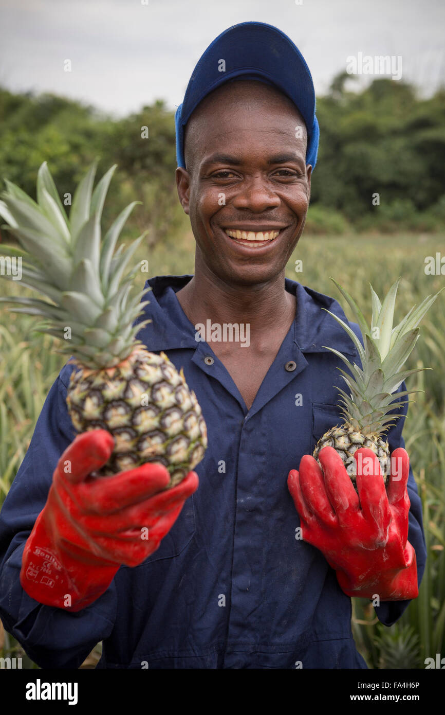 Pineapple farming west africa hi-res stock photography and images - Alamy