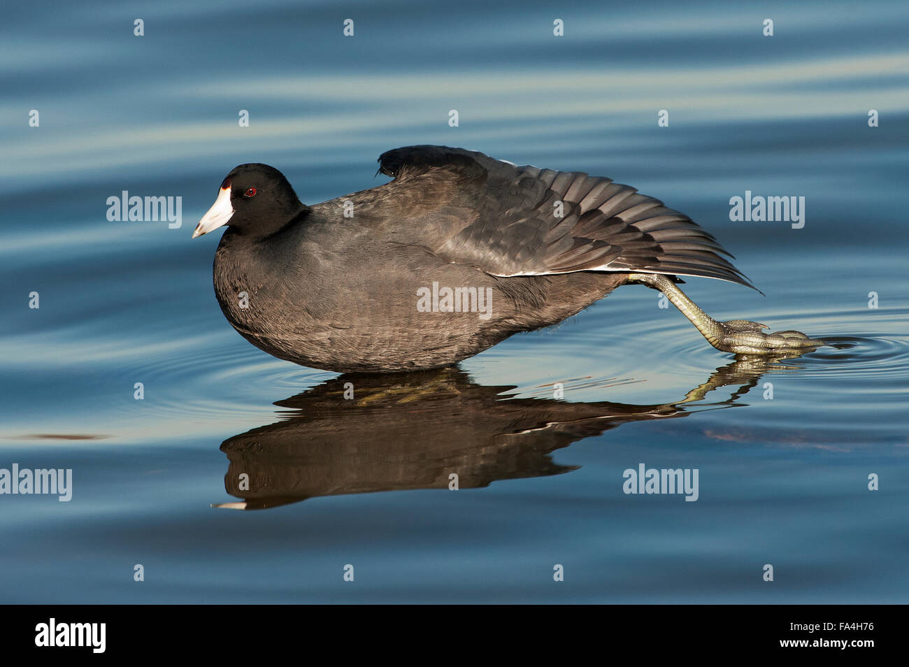 American coot wing stretch hi-res stock photography and images - Alamy