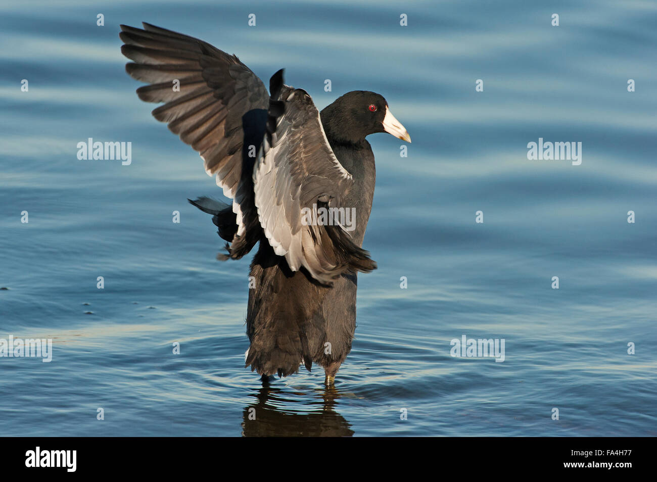 American coot birds hi-res stock photography and images - Alamy
