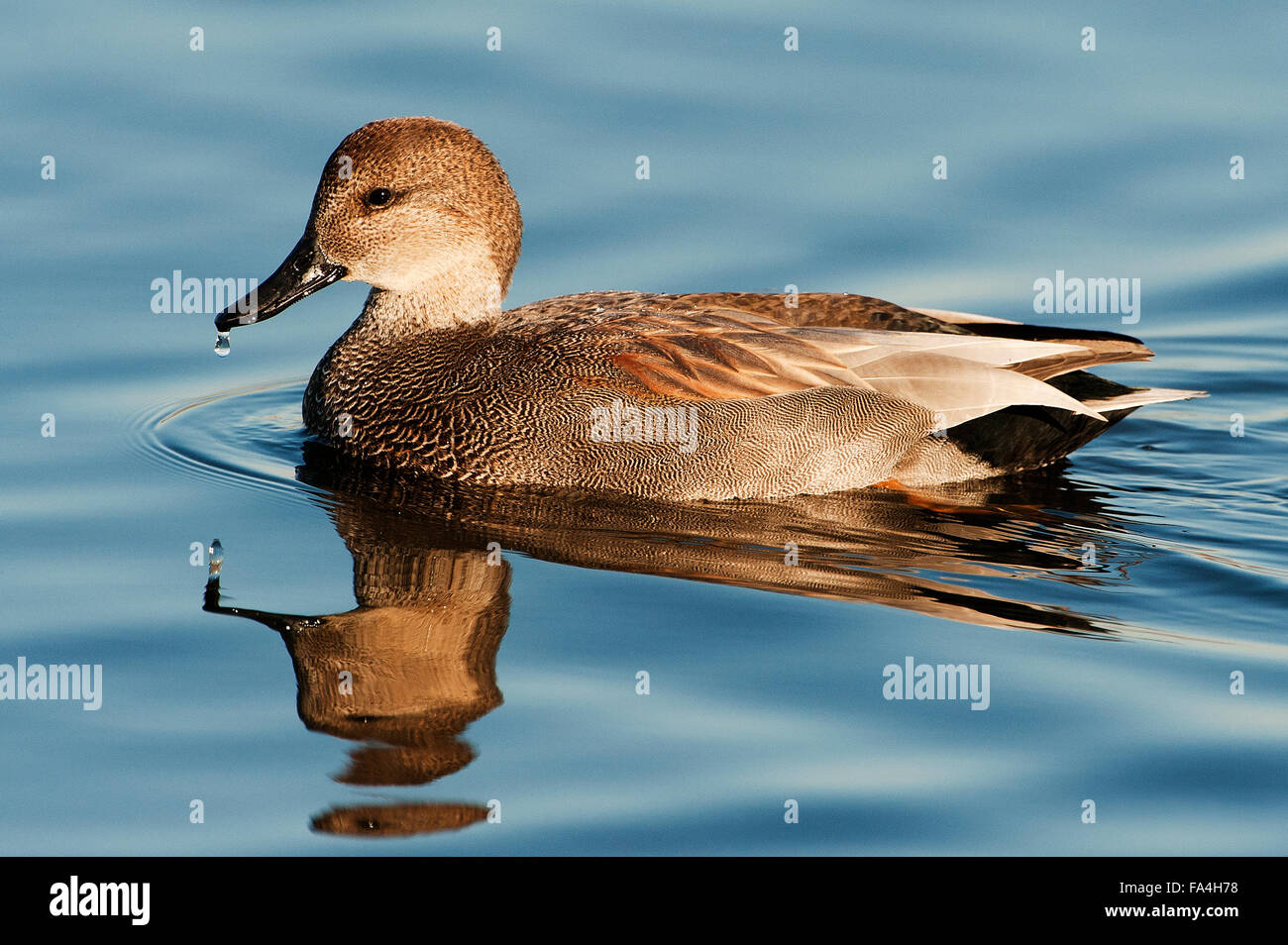 Drake gadwall on pond Stock Photo - Alamy