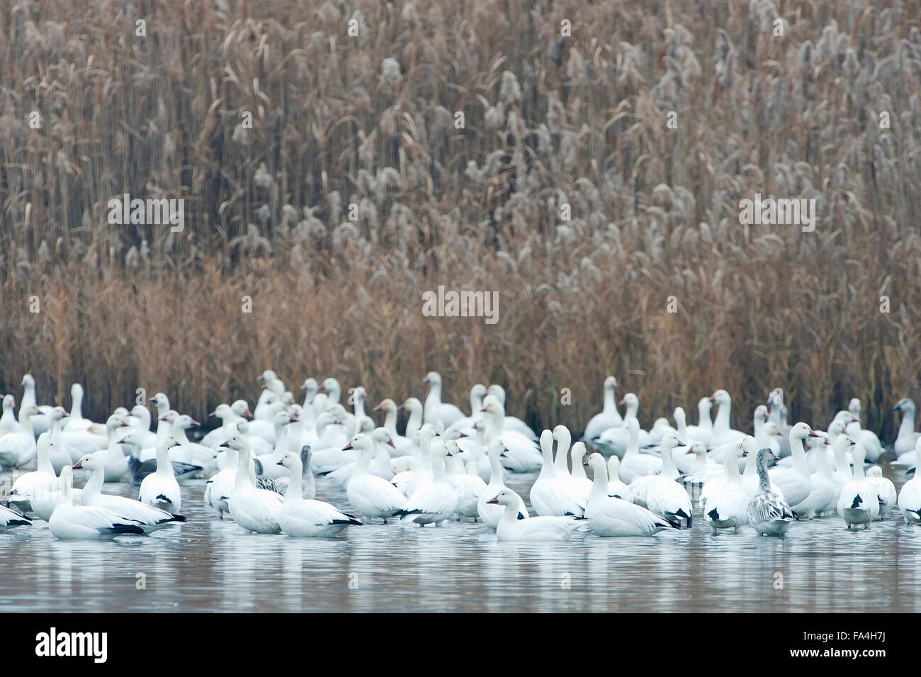 Jamaica bay salt marsh hi-res stock photography and images - Alamy