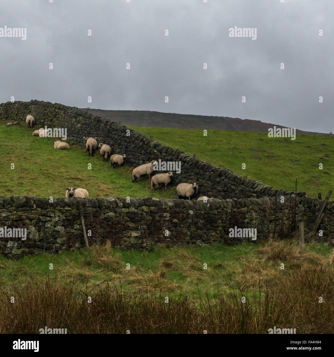 Black face sheep stone wall hi-res stock photography and images - Alamy