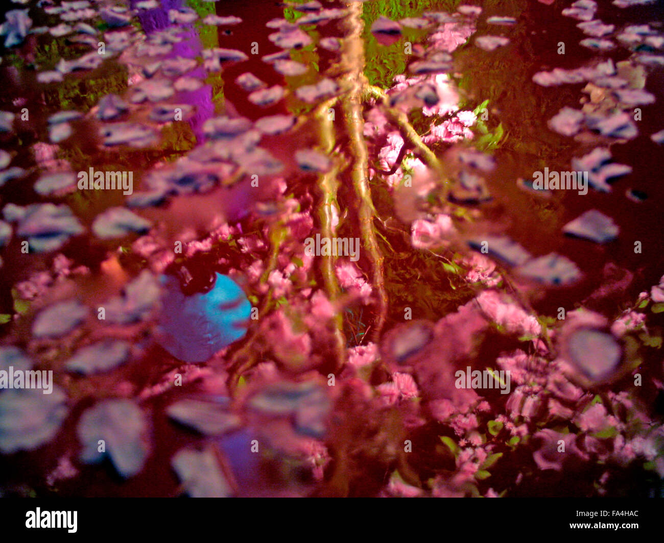 Cherry Blossom floating on water at night Stock Photo - Alamy