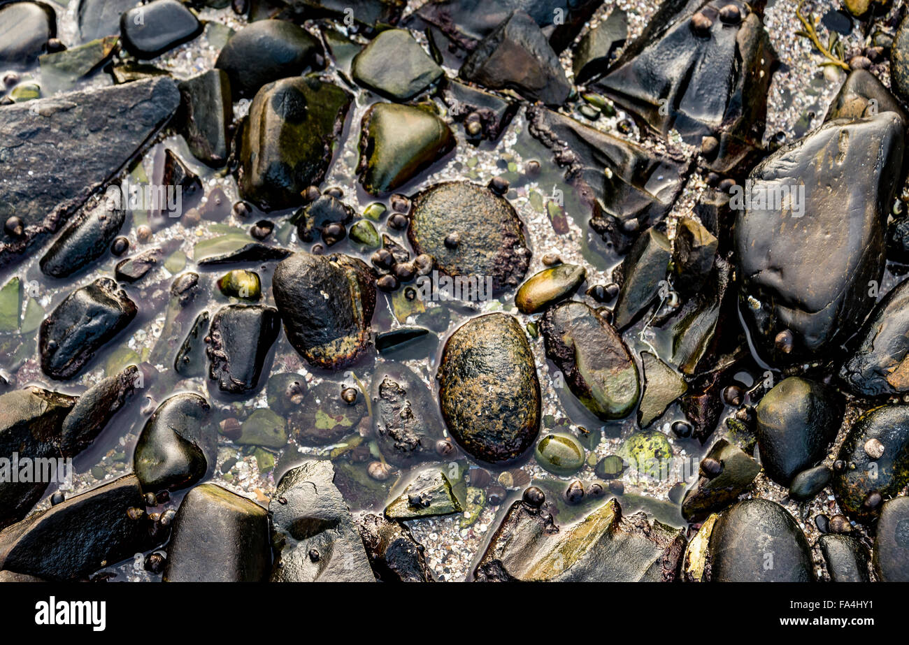 Small rocks on the beach Stock Photo - Alamy