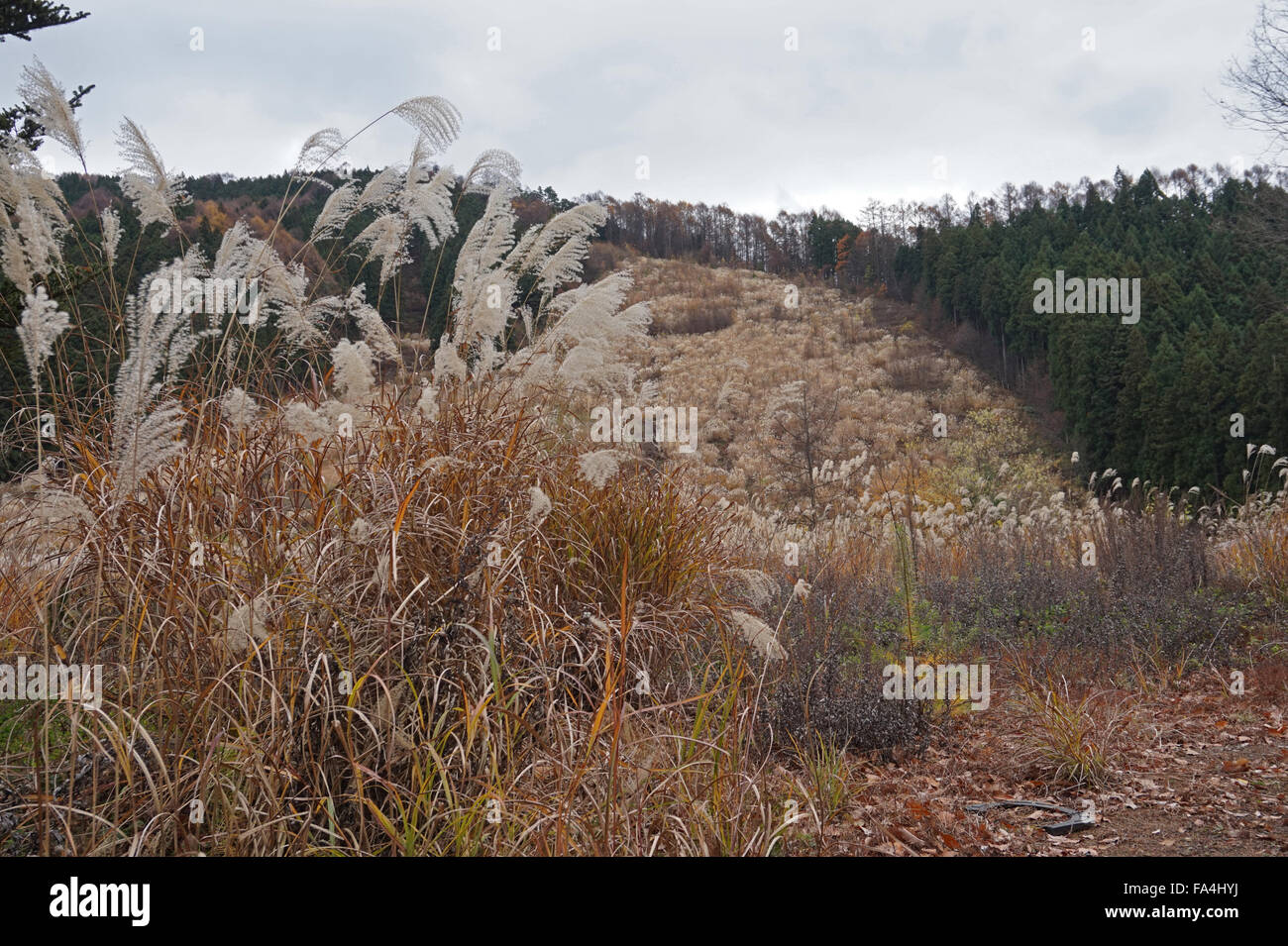 Japan snowboarding hi-res stock photography and images - Alamy