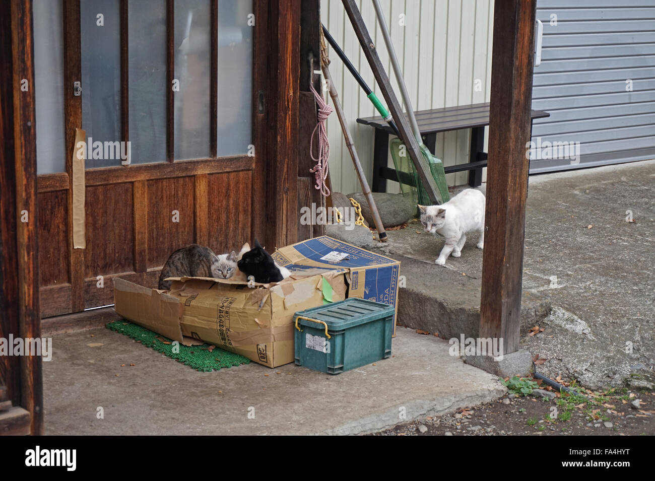 A box of cats in Jigokudani village, Yudanaka, Nagano, Japan Stock ...