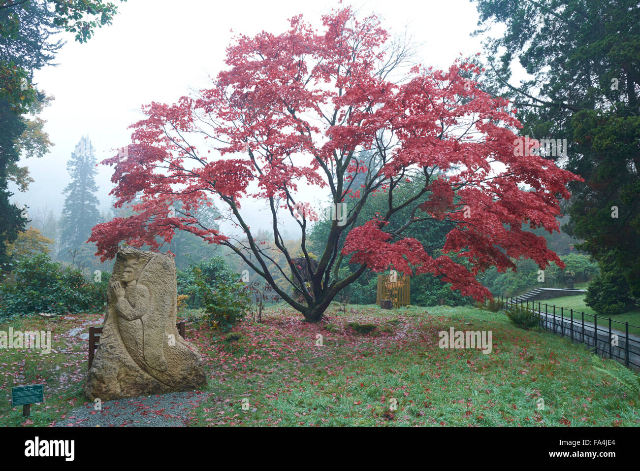 Japanese Maple Tree at Rydal Hall - Lake District, England, UK Stock ...
