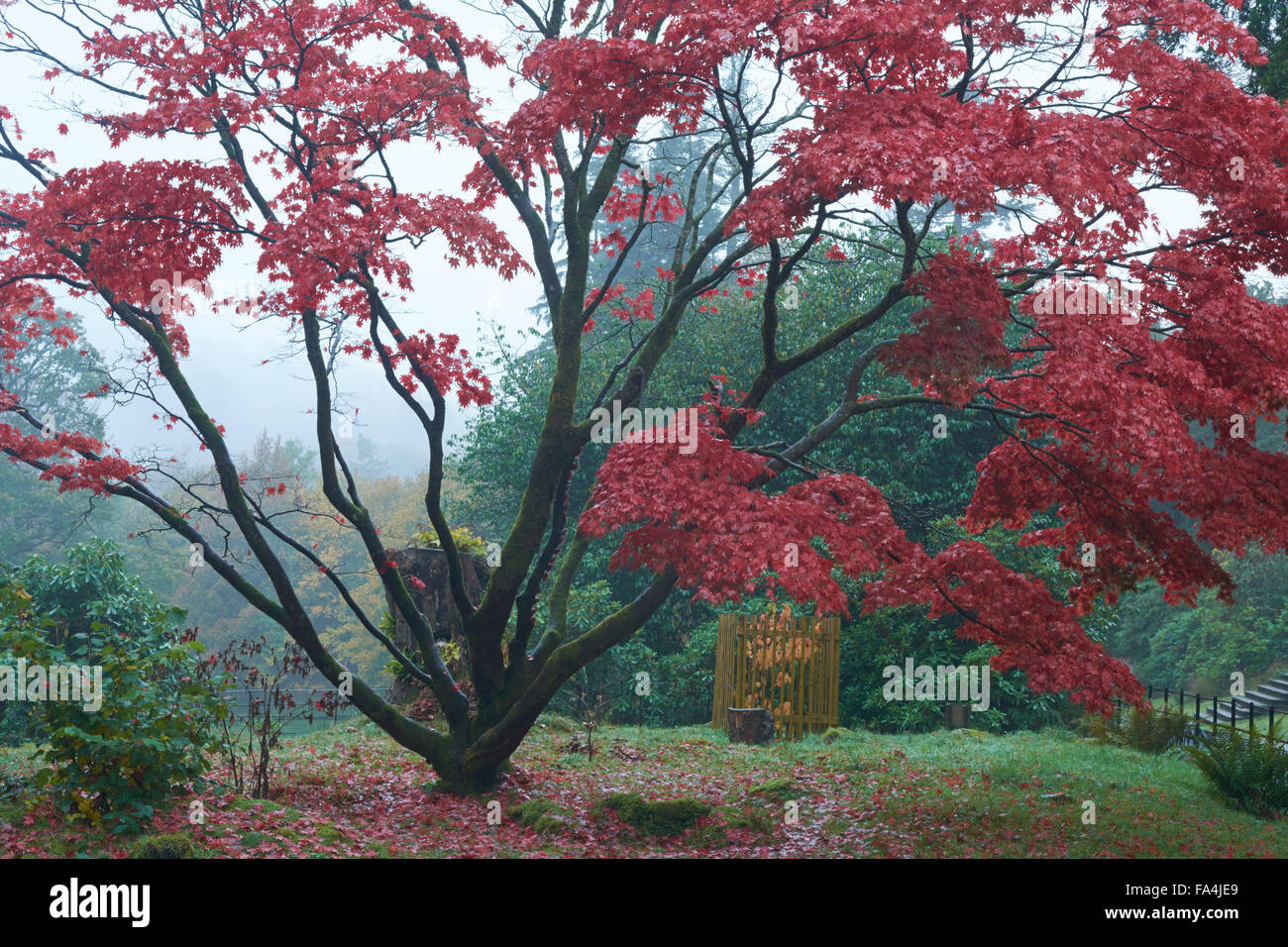 Leaf hall hi-res stock photography and images - Alamy