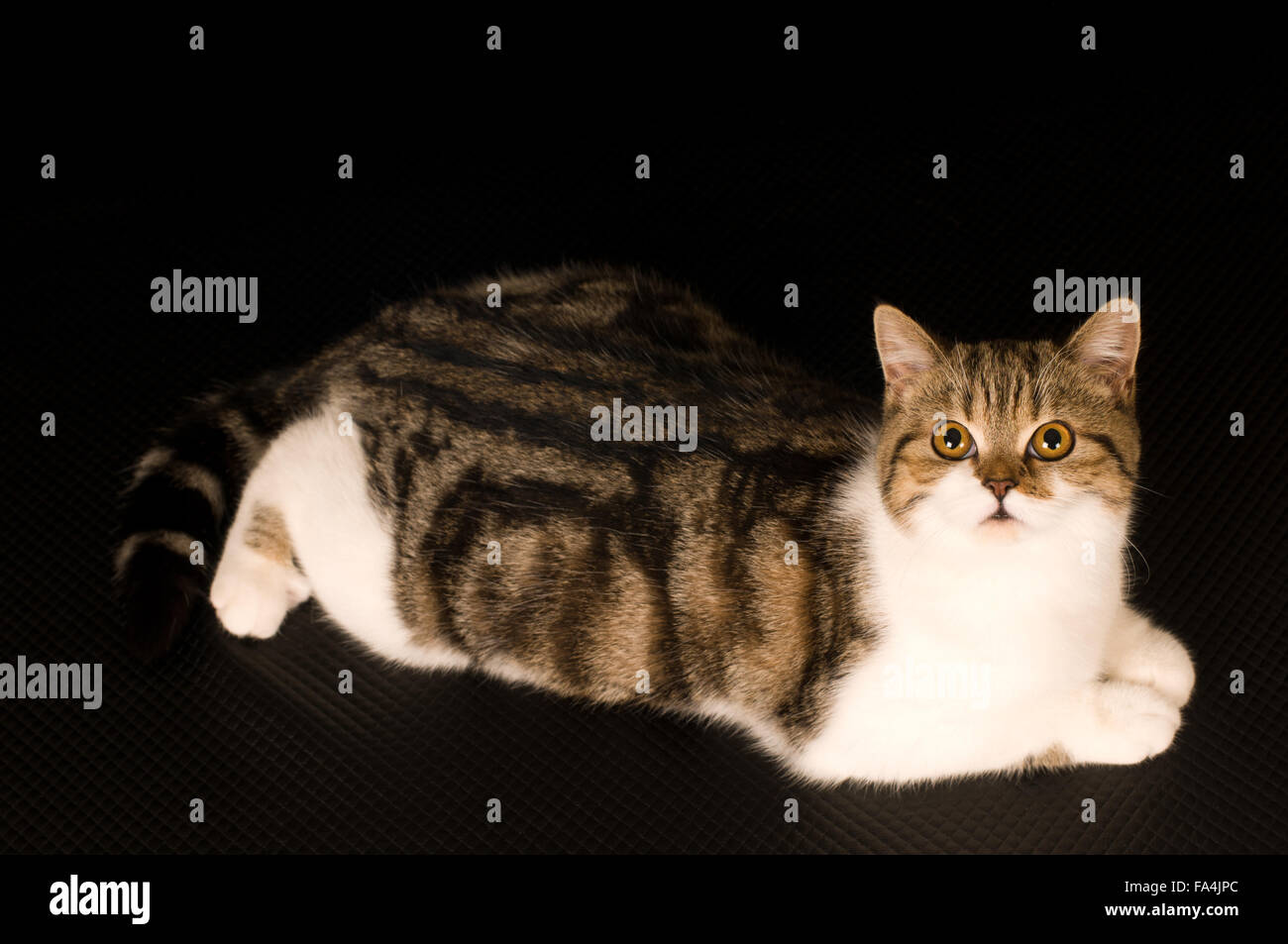 Pretty purebred scottish cat indoor studio portrait Stock Photo - Alamy