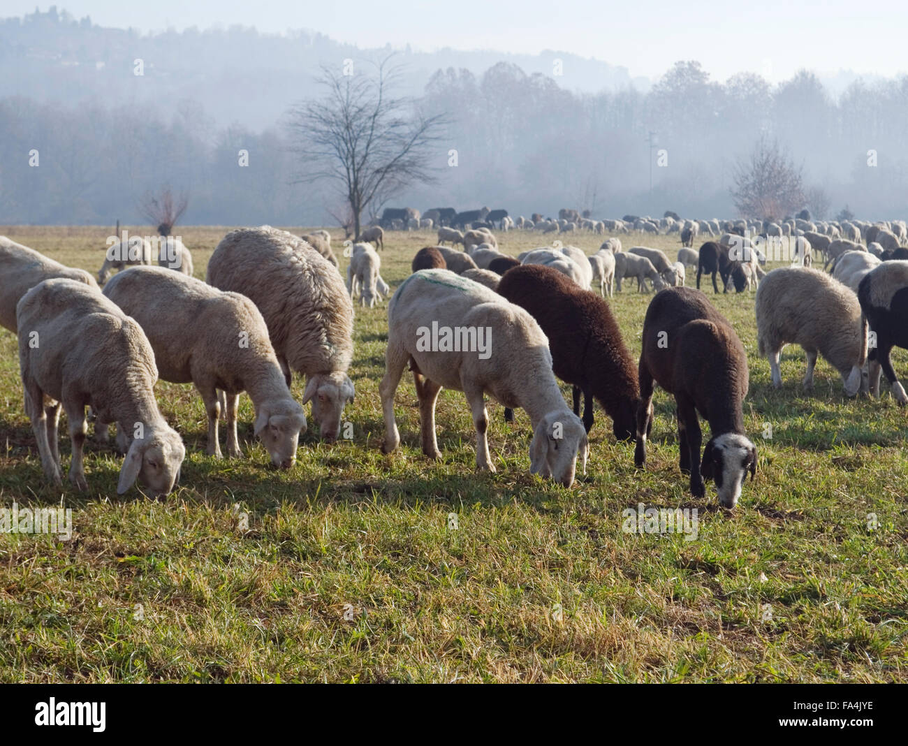 Pasturing hi-res stock photography and images - Alamy