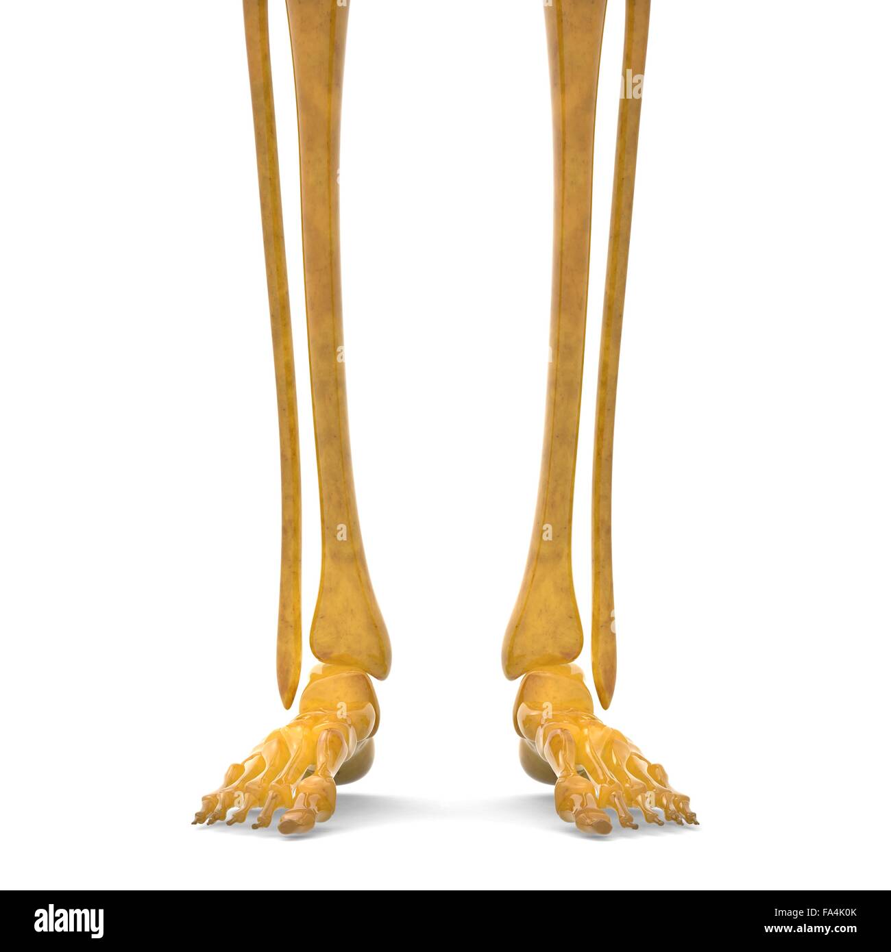 Medical infographic human skeletal Cut Out Stock Images & Pictures - Alamy