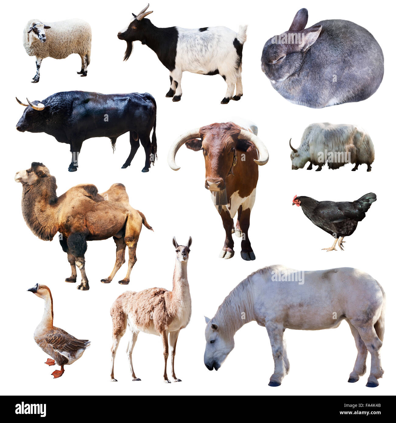 Set of farm animals. Isolated on white background Stock Photo - Alamy