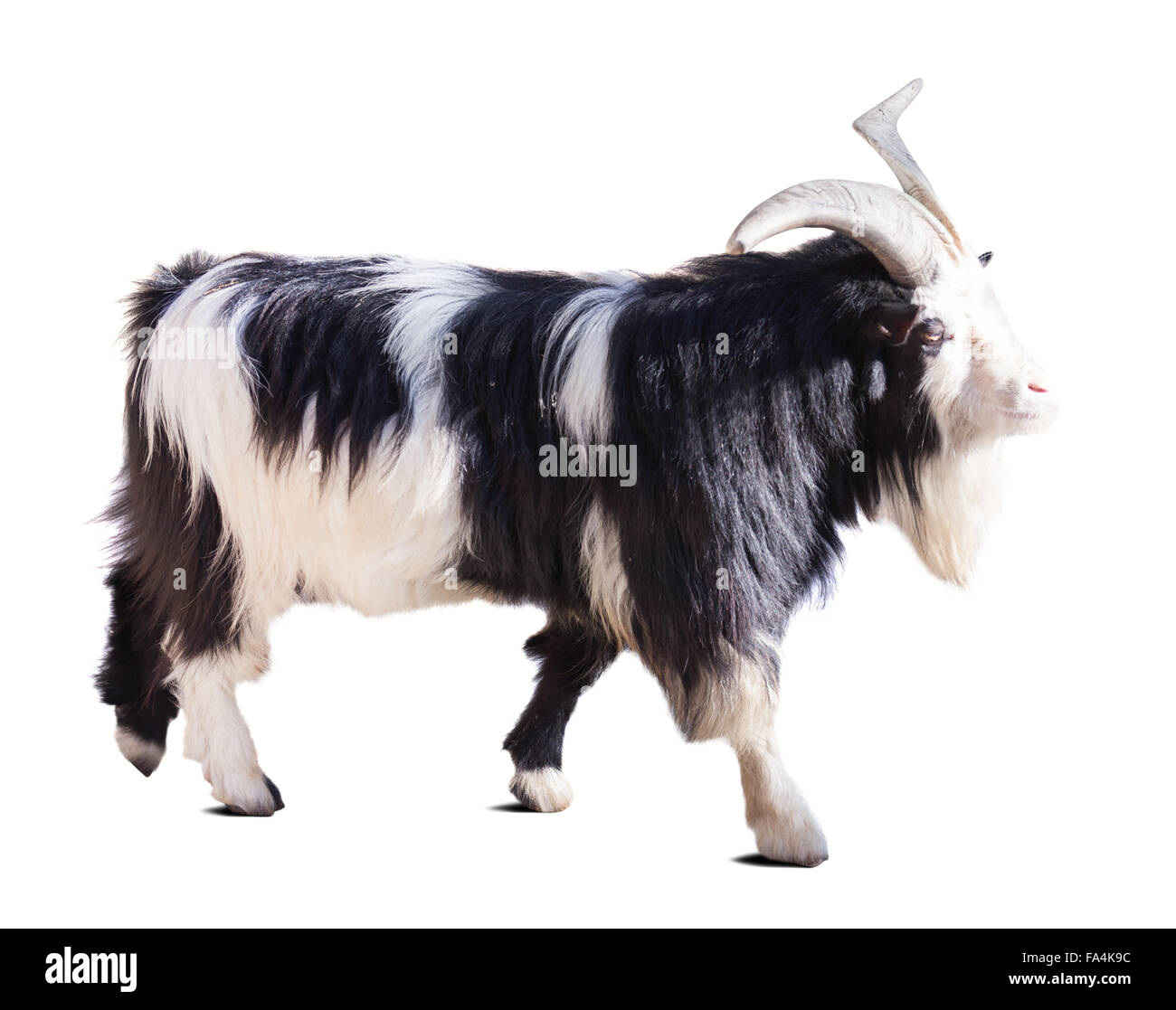 Farm goat. Isolated over white background with shade Stock Photo - Alamy
