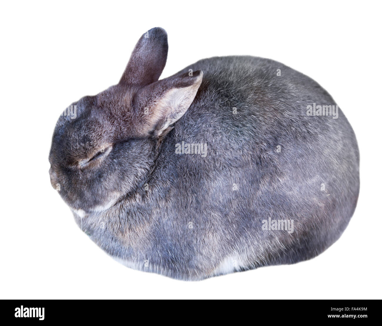 Rabbit. Isolated over white background Stock Photo - Alamy