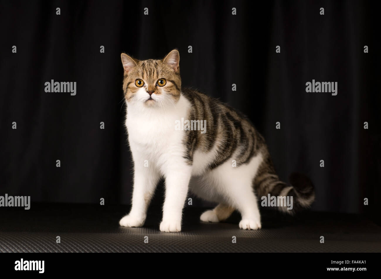 Pretty purebred scottish cat indoor studio portrait Stock Photo - Alamy