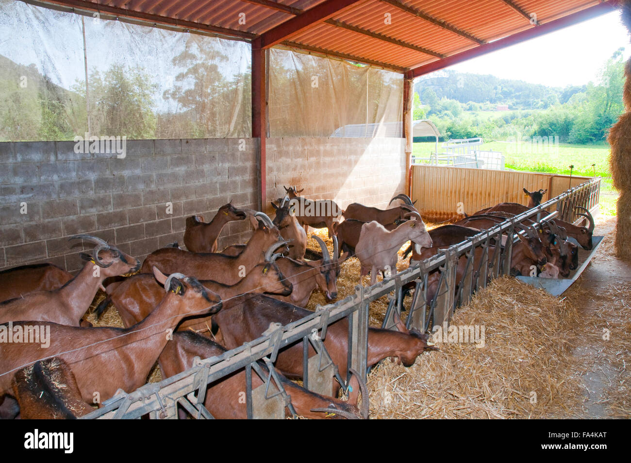 Goats farm. Queseria bedon, Posada de Llanes, Asturias, Spain Stock ...
